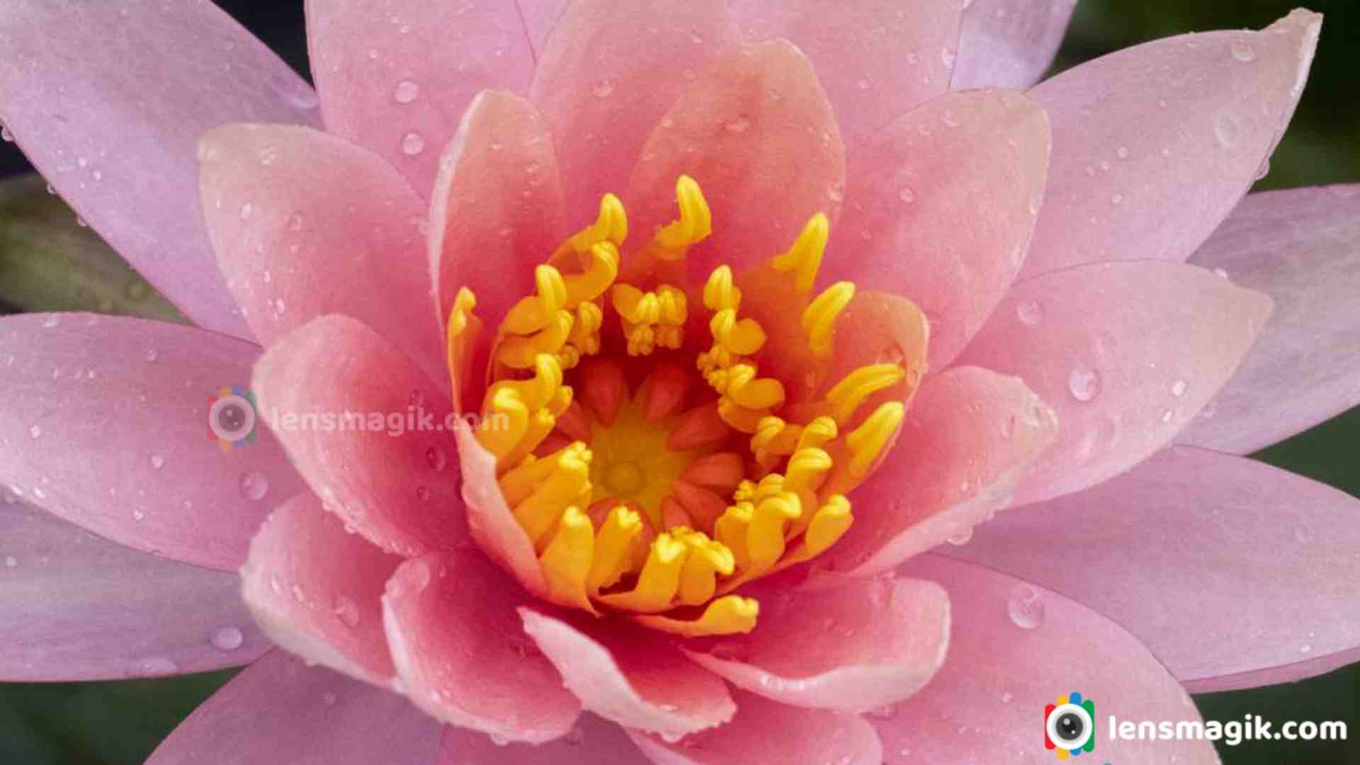 The Indian Lotus: More Than Just a Pretty Petal | Lensmagik.com