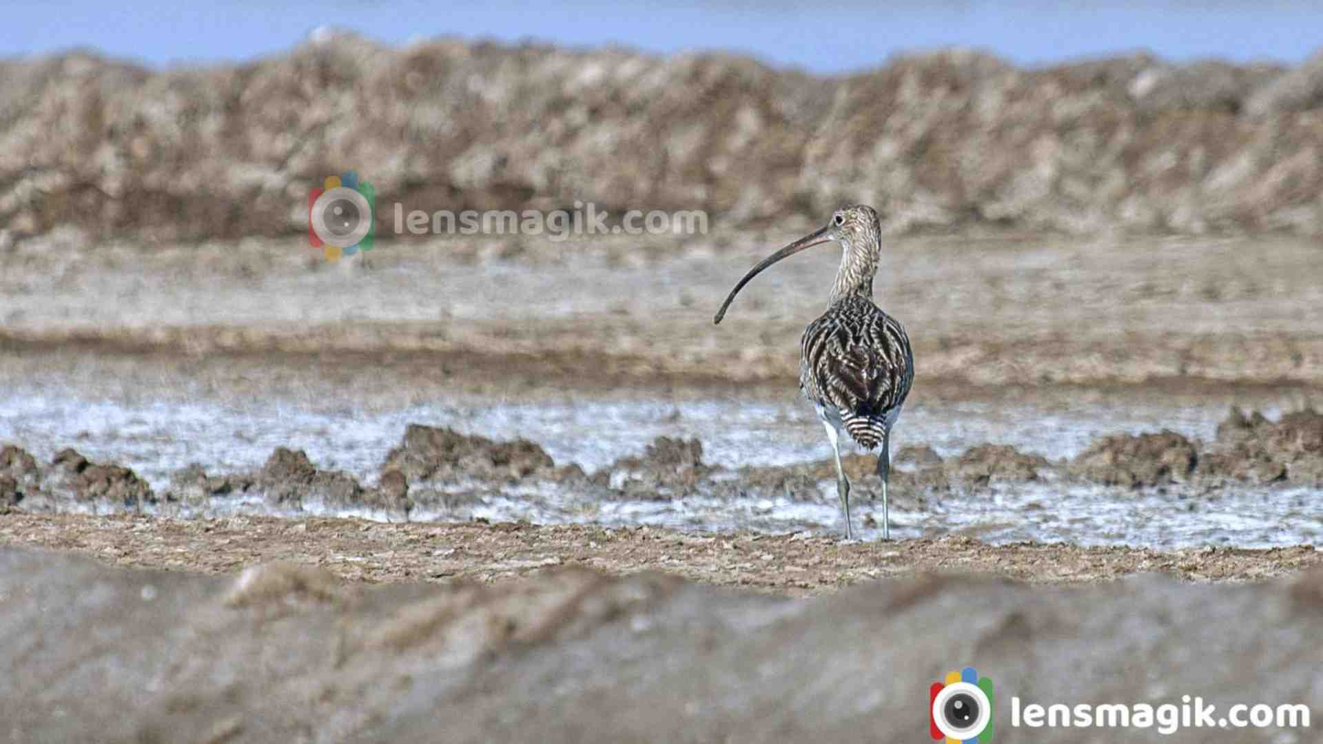 Eurasian Curlew A Large Wader Bird | Lensmagik.com